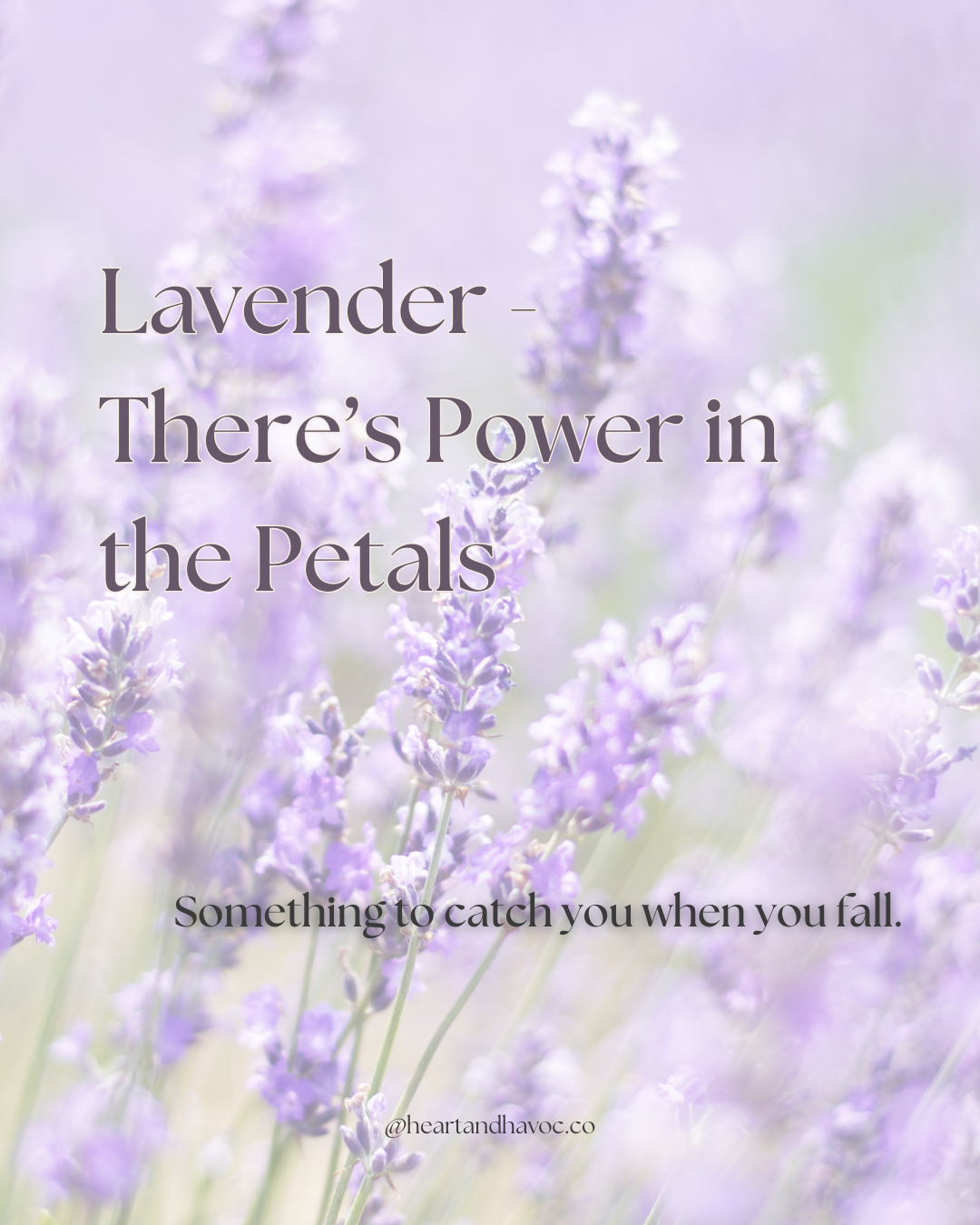 There's Power in The Petals: The Story Behind Lavender with Heart & Ha ...